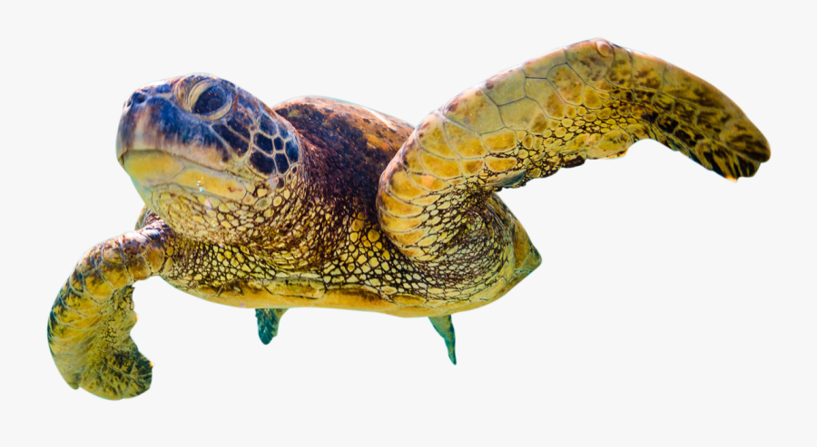 Hawksbill Sea Turtle , Free Transparent Clipart - ClipartKey