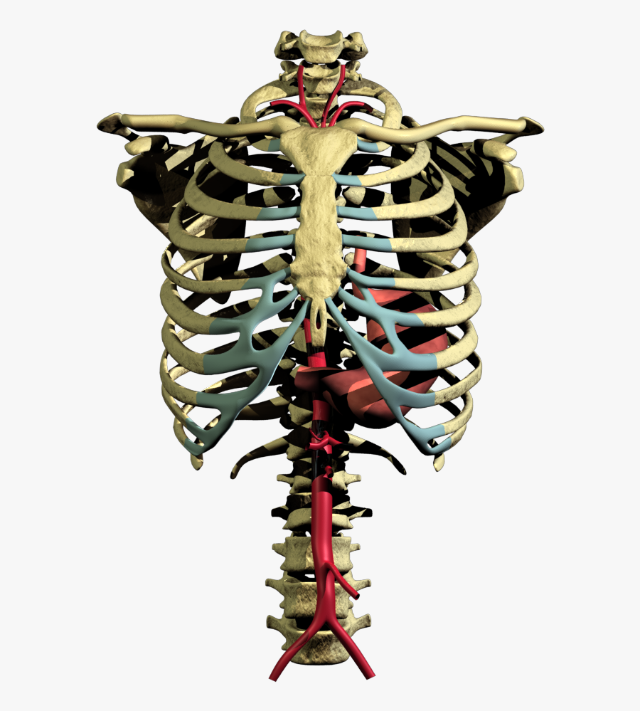 Expand This Image - Rib , Free Transparent Clipart - ClipartKey