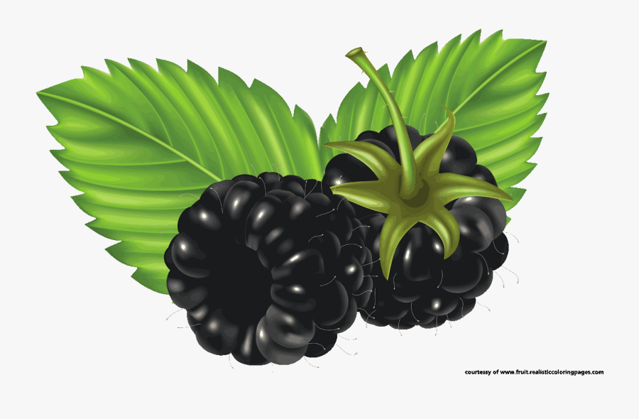 Blackberry Fruit Clip Art Free - Clip Art Of Blackberries , Free ...