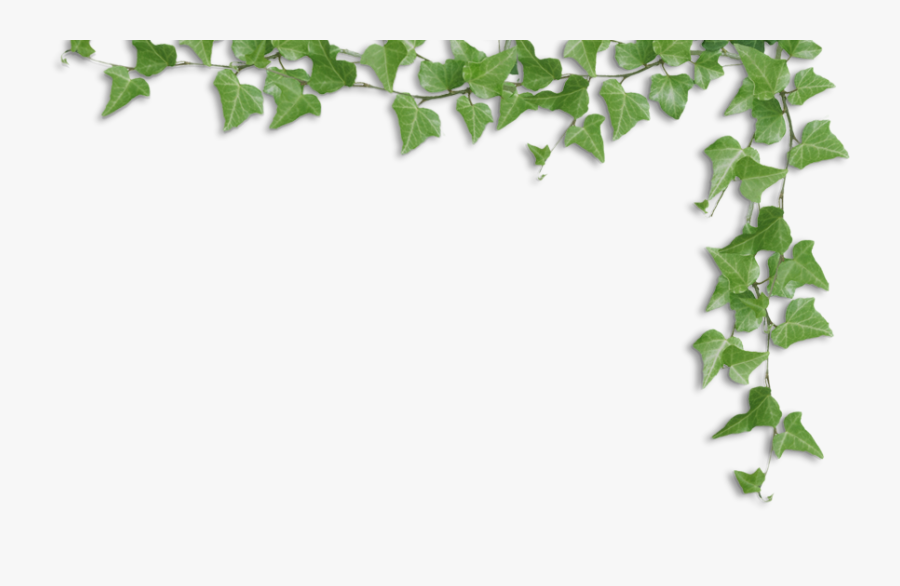 Transparent Ivy Border Png - Vine Border Transparent Background , Free ...