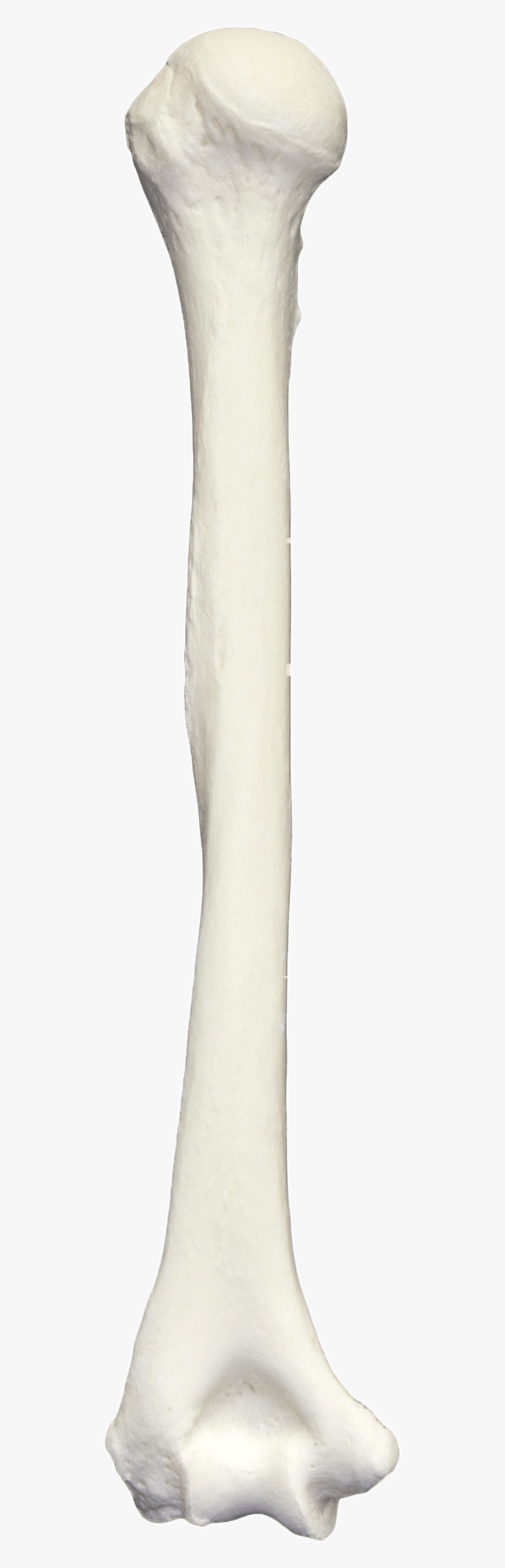 Spoon - Leg Bone Png , Free Transparent Clipart - ClipartKey