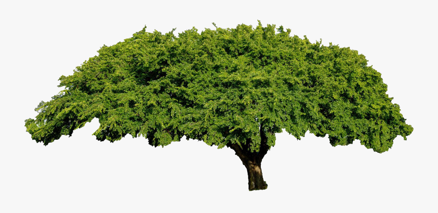 Clip Art Fig Tree , Png Download - Fig Tree Clip Art , Free Transparent ...