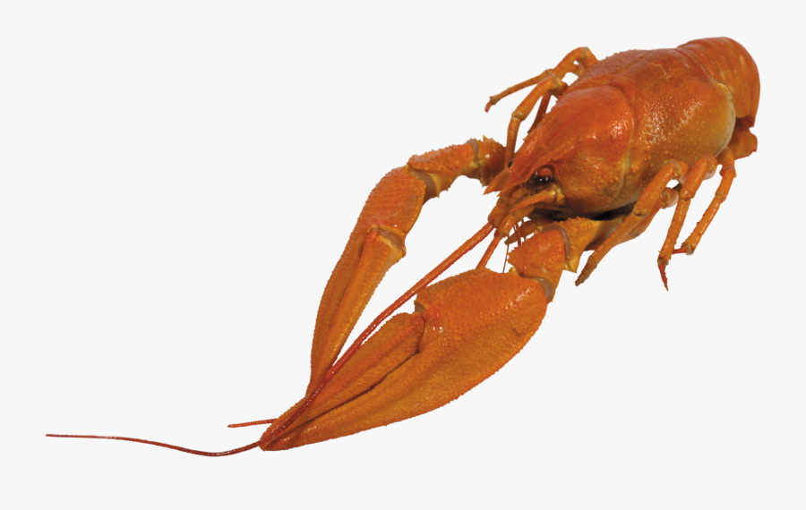 Lobster Png - Crustaceans Png , Free Transparent Clipart - ClipartKey