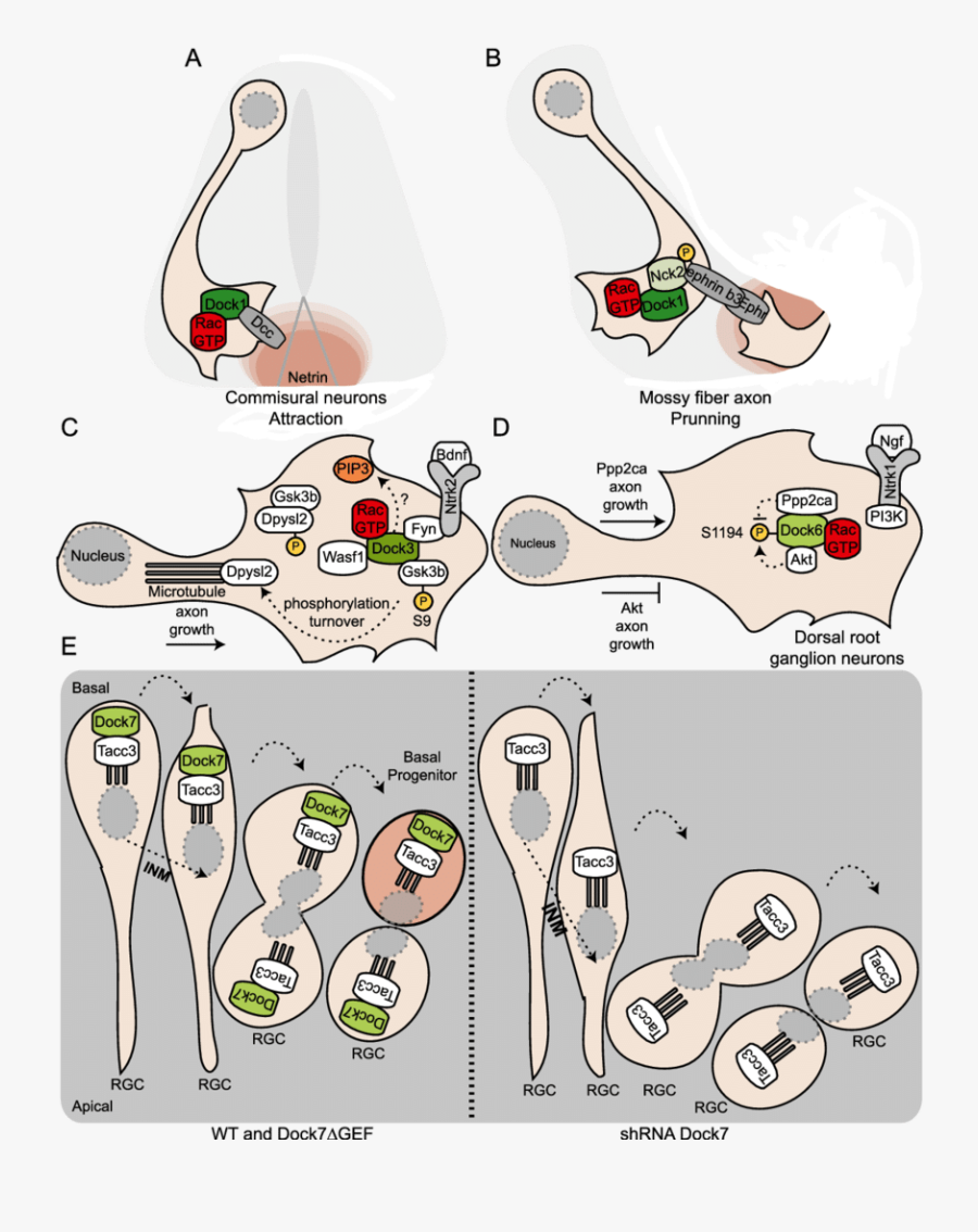 Docks In Neurogenesis - Cartoon , Free Transparent Clipart - ClipartKey