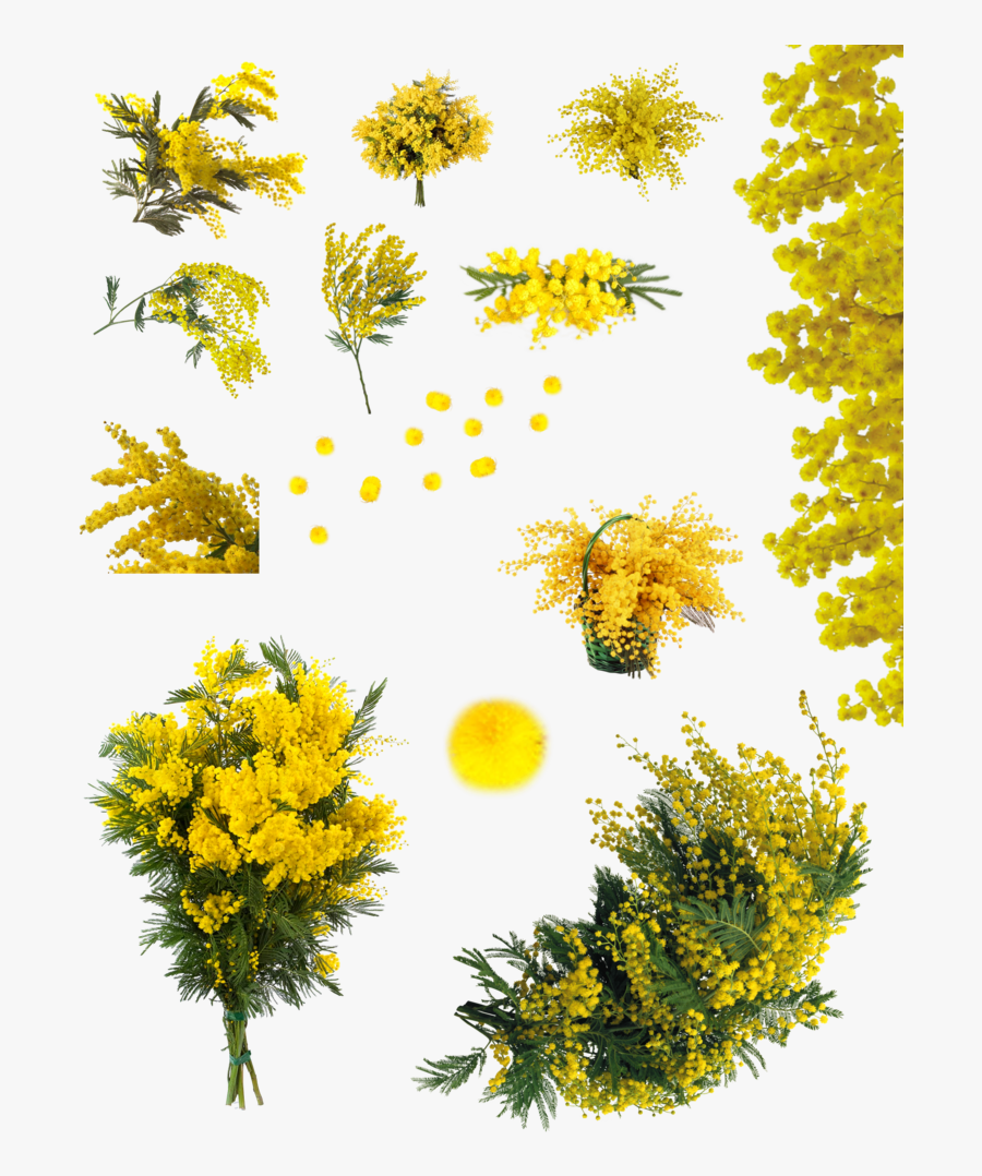 Clip Art Acacia Flower - Acacia Dealbata Top View , Free Transparent ...