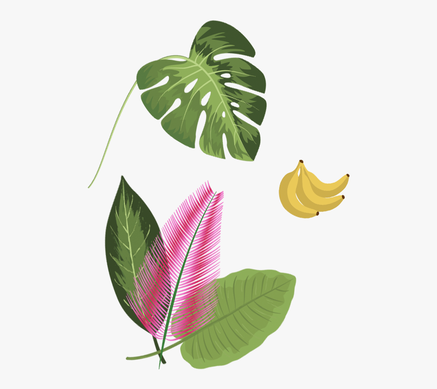 Hojas De Selva , Free Transparent Clipart - ClipartKey