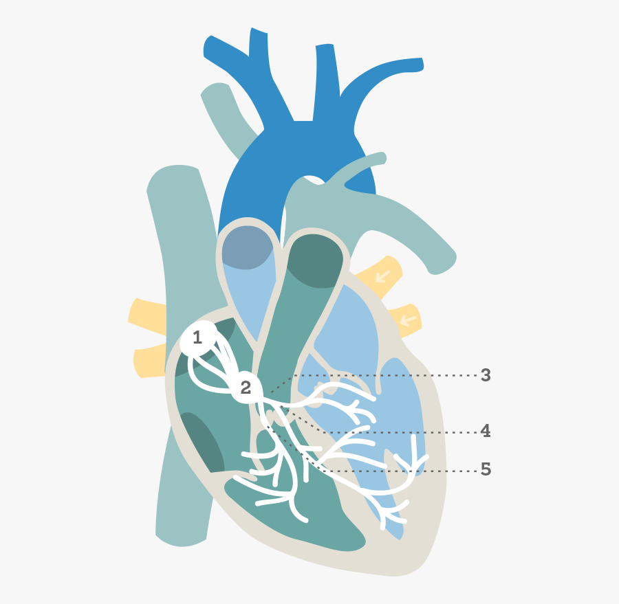 Heart Nodes - Illustration , Free Transparent Clipart - ClipartKey