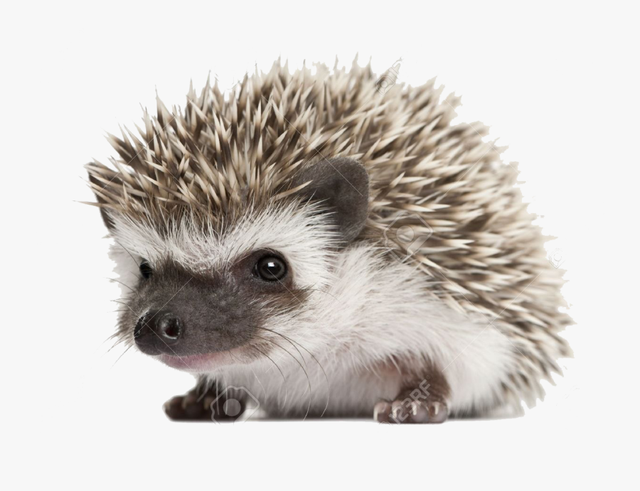 Monaco National Animal , Free Transparent Clipart - ClipartKey