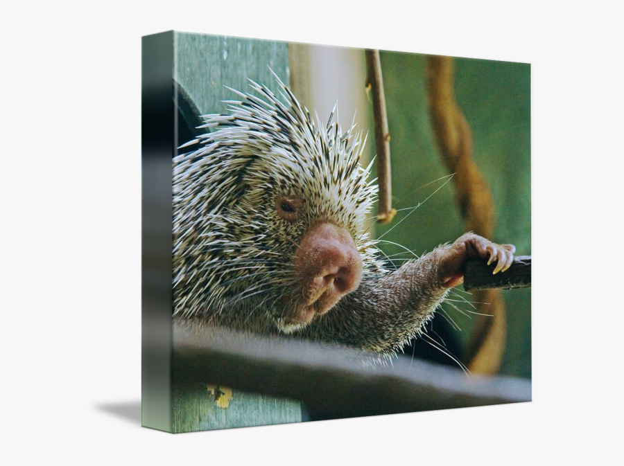 Clip Art By Buffaloworks Photography - New World Porcupine , Free ...