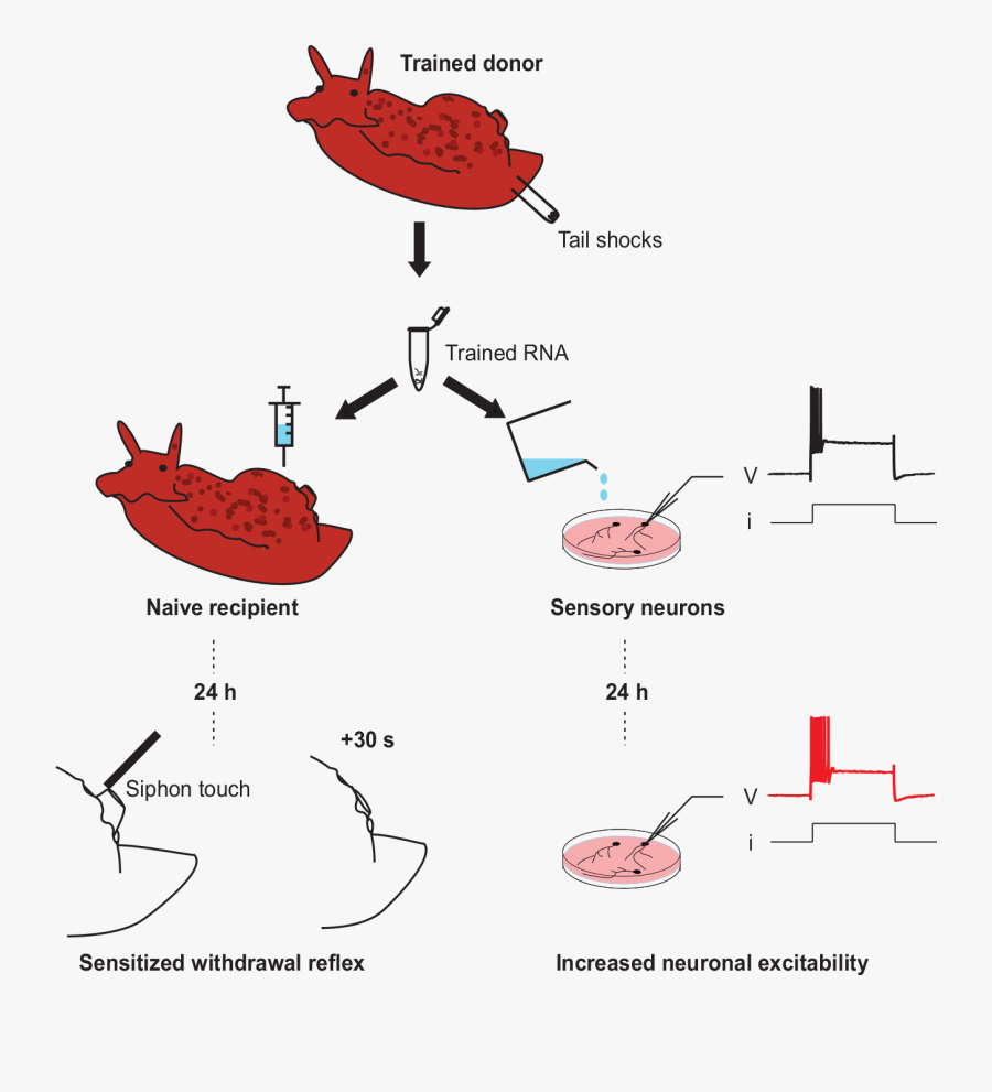 Glanzman"s Figure - Rna From Trained Aplysia Can Induce An Epigenetic ...