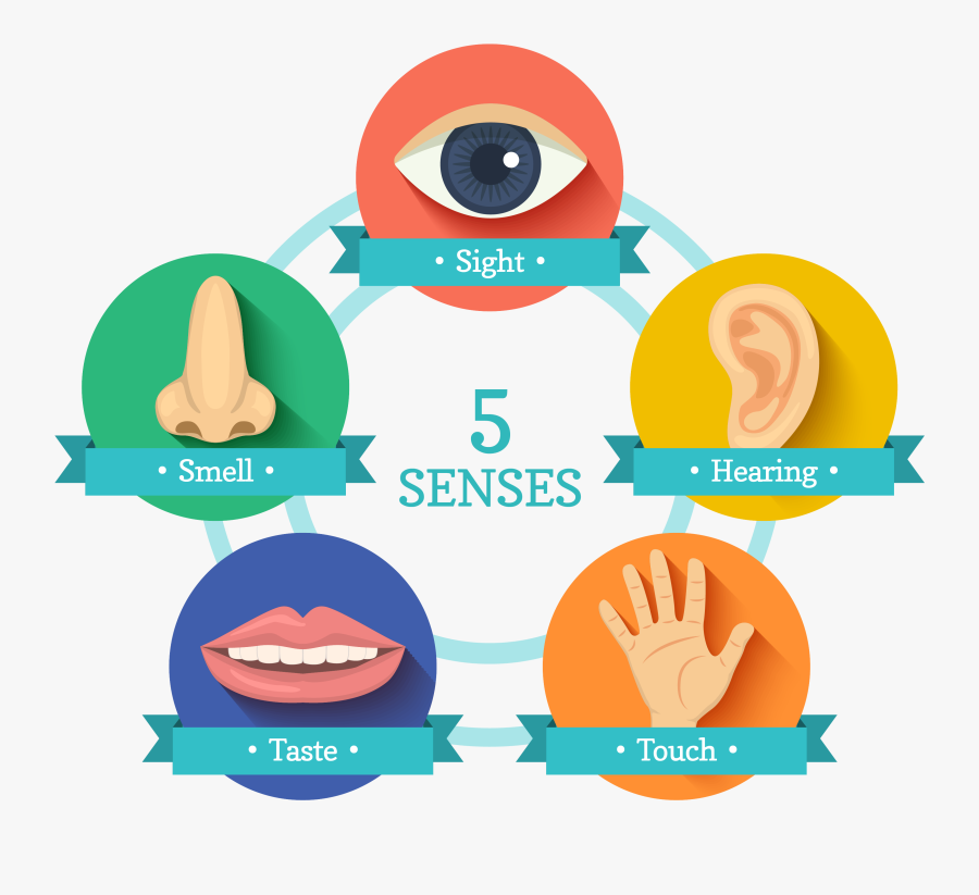 Sensation And Perception , Free Transparent Clipart - ClipartKey Sensation And Perception , Free Transparent Clipart - ClipartKey