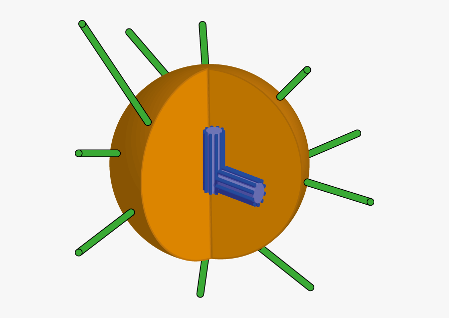 Schematic Picture Of The A Centrosome - Leadership And Management ...