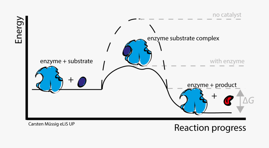 Do Enzymes Speed Up Chemical Reactions - Enzyme Substrate Complex Graph ...