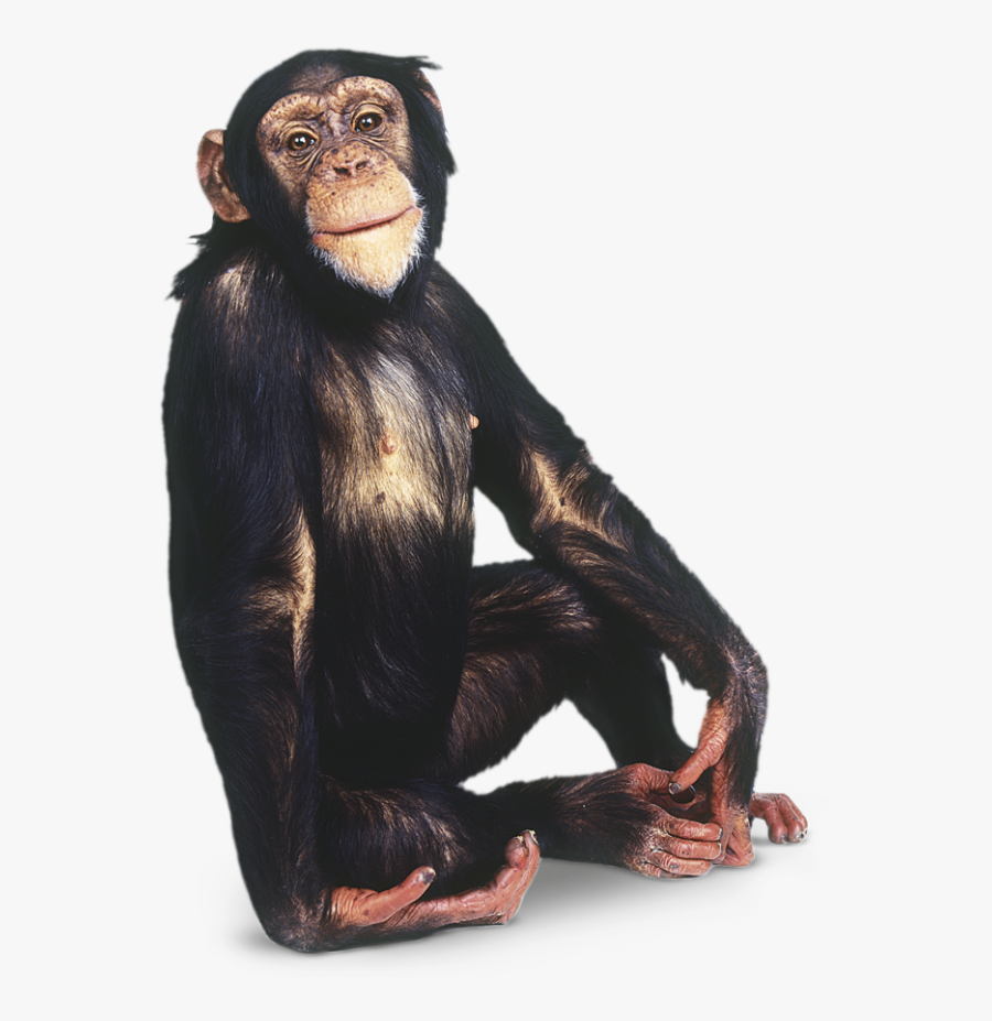 Transparent Background Monkey Png , Free Transparent Clipart - ClipartKey