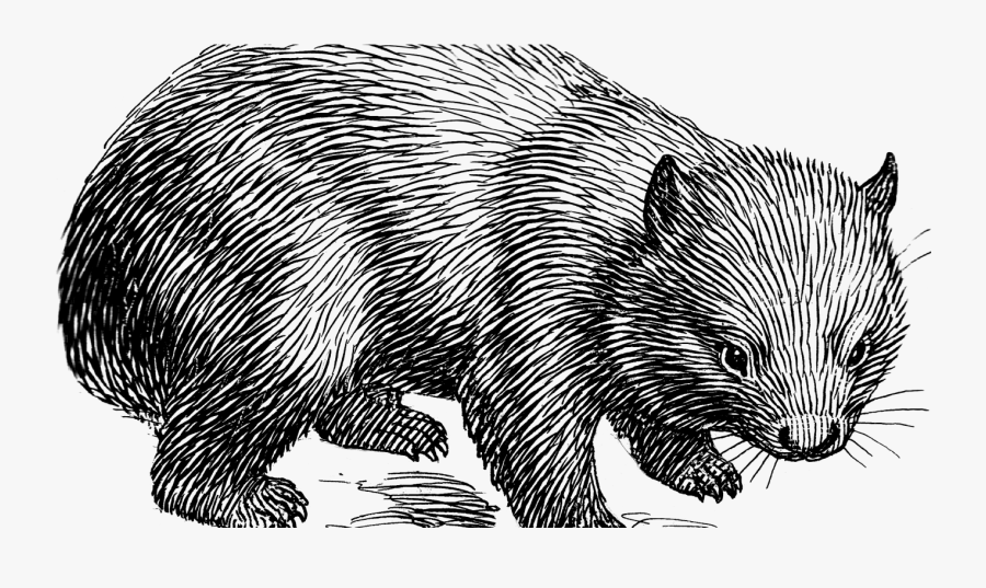 Wombat Is My Spirit Animal , Free Transparent Clipart - ClipartKey