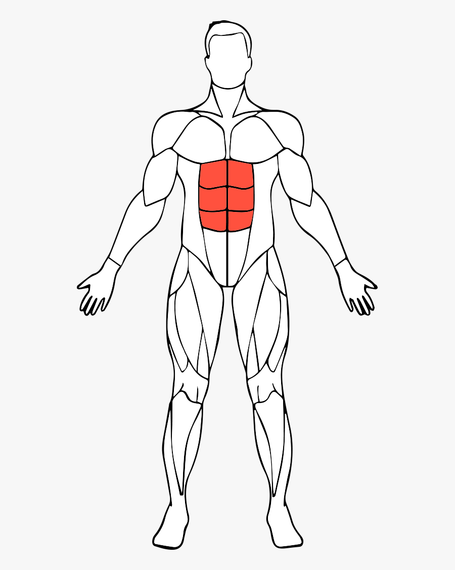 Transparent Abs Png - Illustration , Free Transparent Clipart - ClipartKey