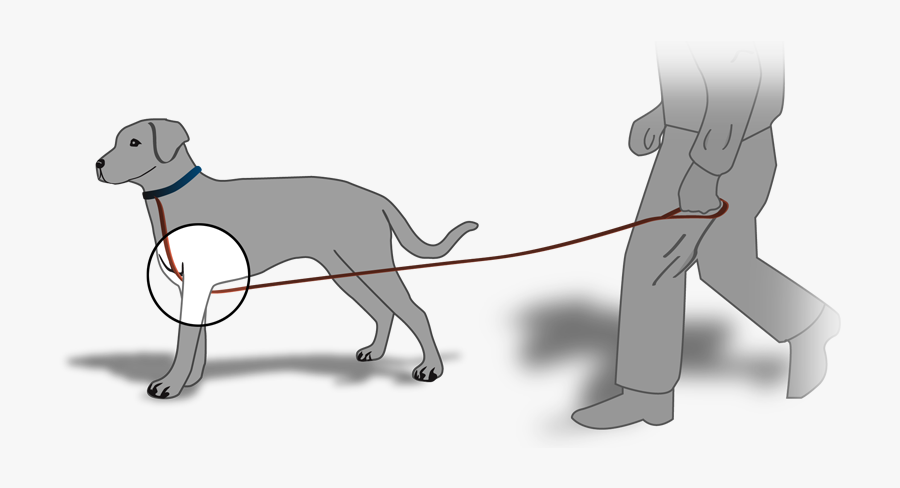 Dog With Leash Tangled , Free Transparent Clipart - ClipartKey