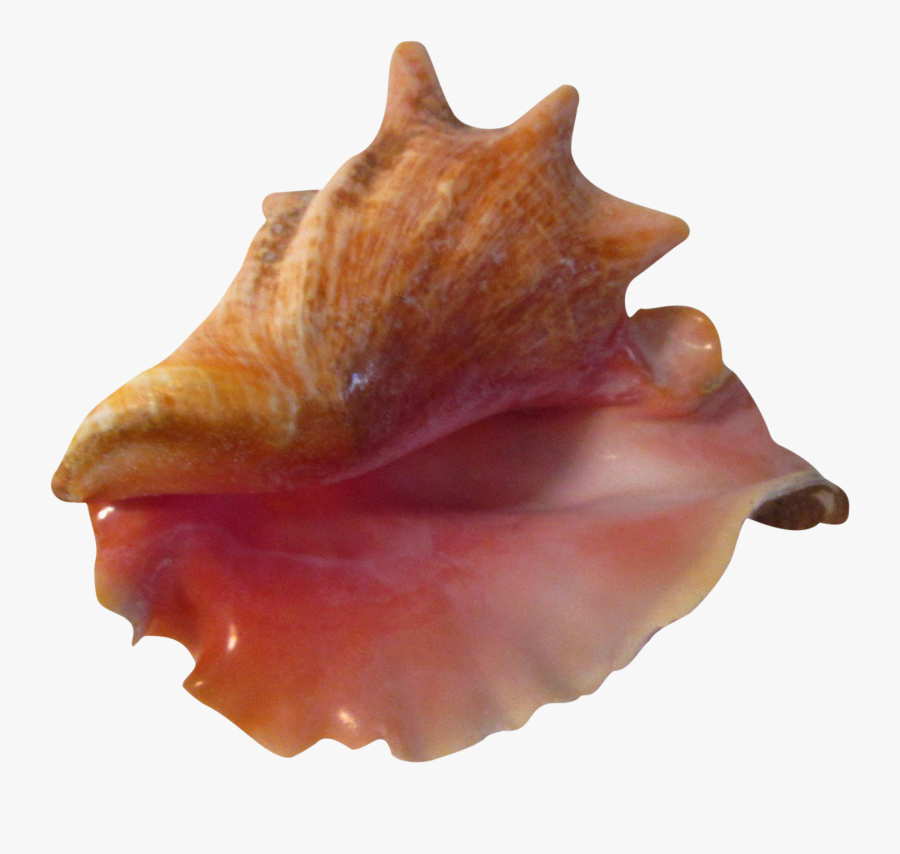 Large Pink Bahamian Ruffled Shell Chairish - Conch , Free Transparent ...