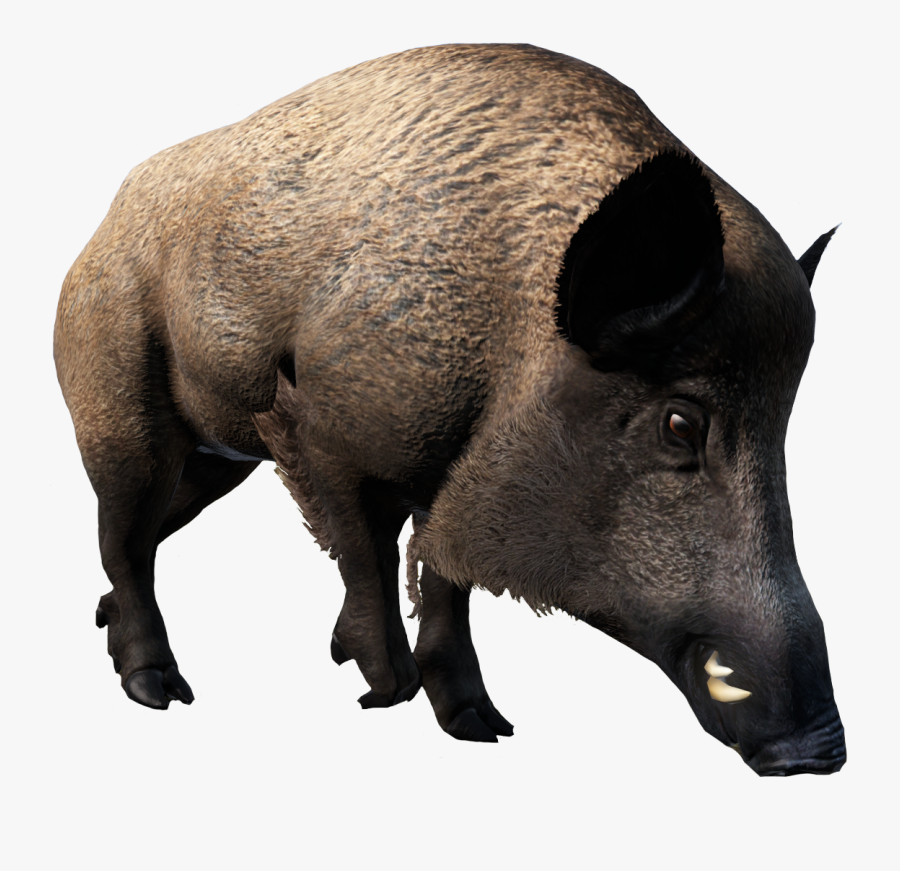Transparent Boar Png - Domestic Pig , Free Transparent Clipart - ClipartKey