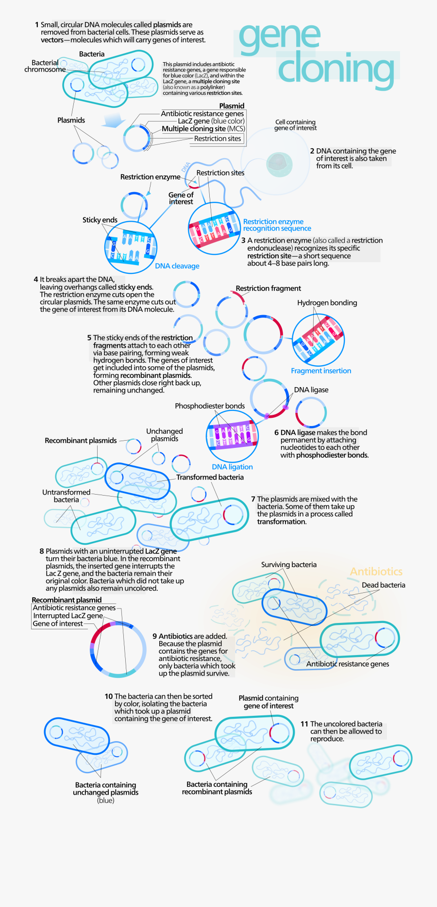 Vector Dna Circular - Genetic Engineering Diagram A Level , Free ...