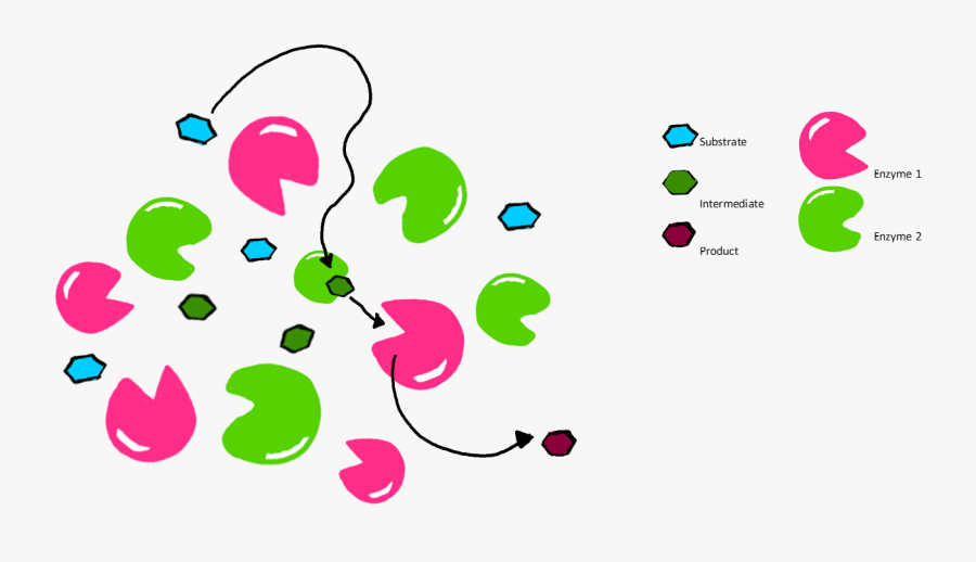 Enzyme Transparent Background , Free Transparent Clipart - ClipartKey