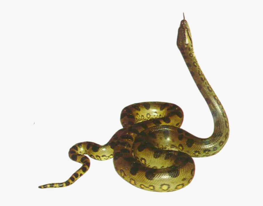 Anaconda Animal Snakes Png Transparent Images Clipart - Png Image Of ...