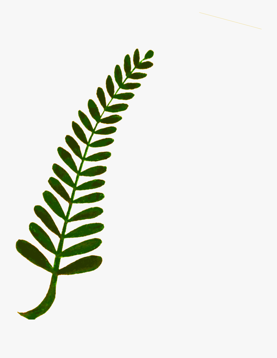 Calligraphic Illustration - Fern Vector Png , Free Transparent Clipart ...