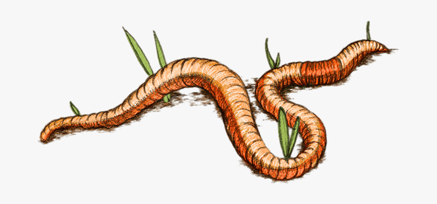 Worms Transparent Background Free - Earth Worm Clipart , Free ...
