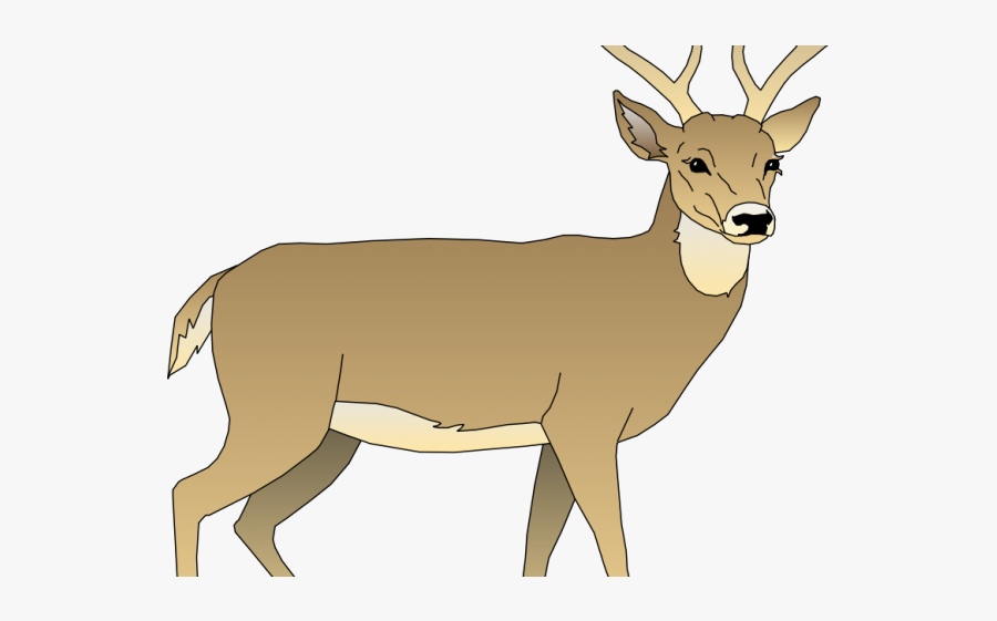 White Tailed Deer Clipart , Free Transparent Clipart - ClipartKey