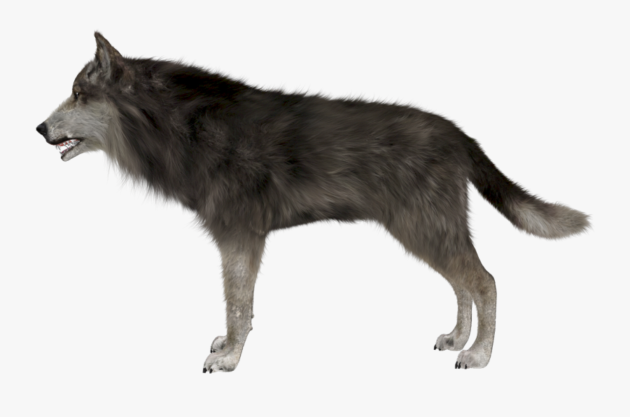 Transparent Wolf Png , Free Transparent Clipart - ClipartKey