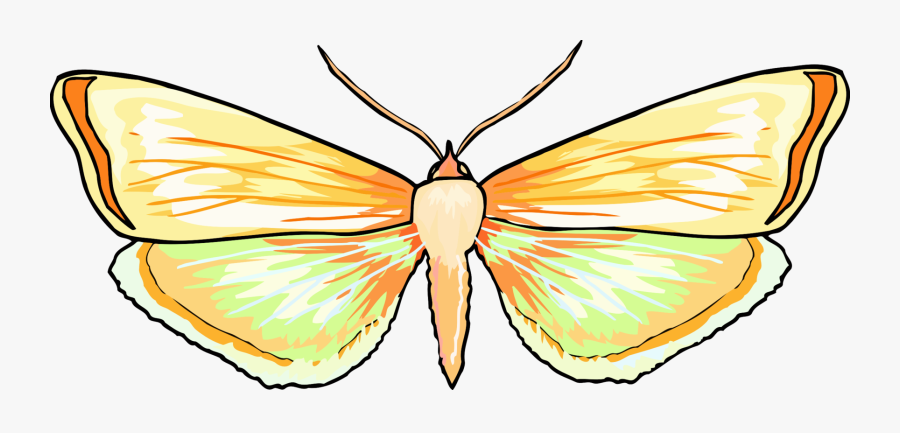 Butterfly,line,symmetry - Moth , Free Transparent Clipart - ClipartKey