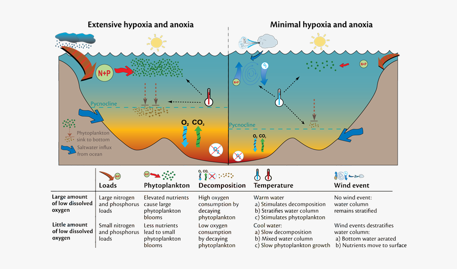 Waves Clipart Seawater - Dissolved Oxygen In Water Diagram , Free ...