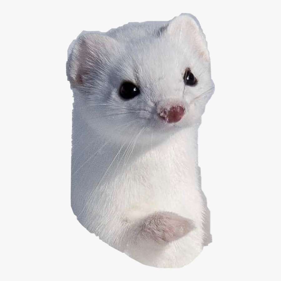 Weasel Freetoedit - Stoat , Free Transparent Clipart - ClipartKey