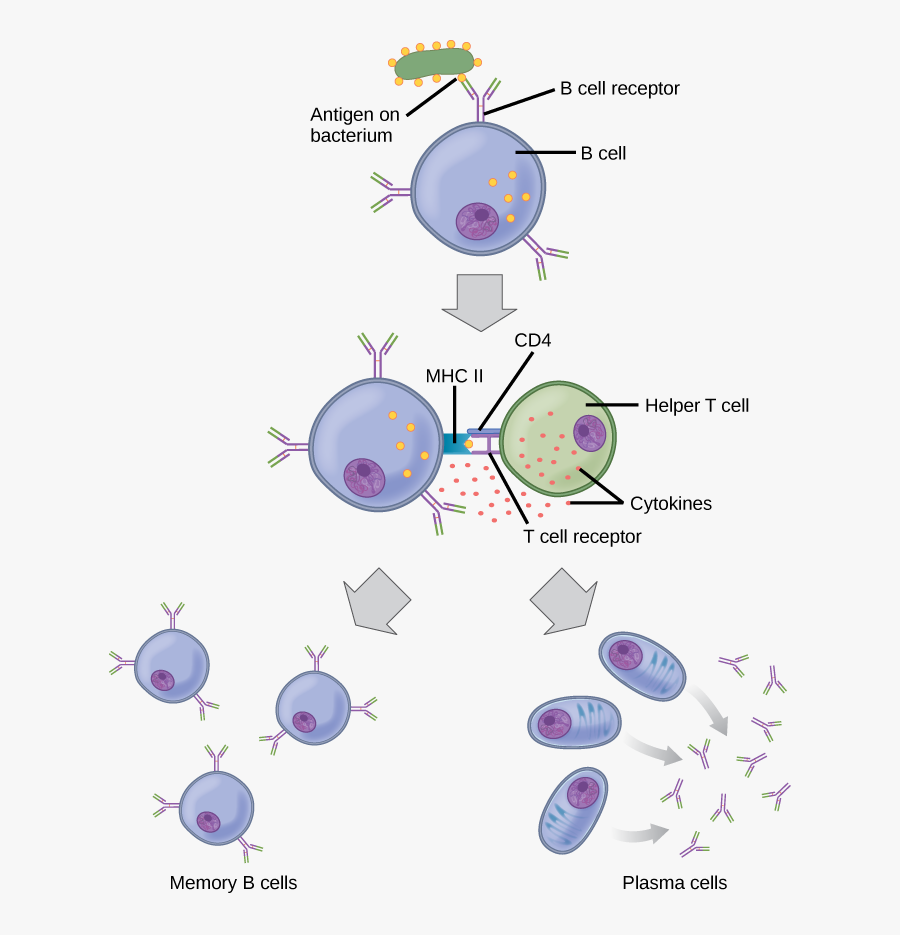 Active Plasma B Cell , Free Transparent Clipart - ClipartKey