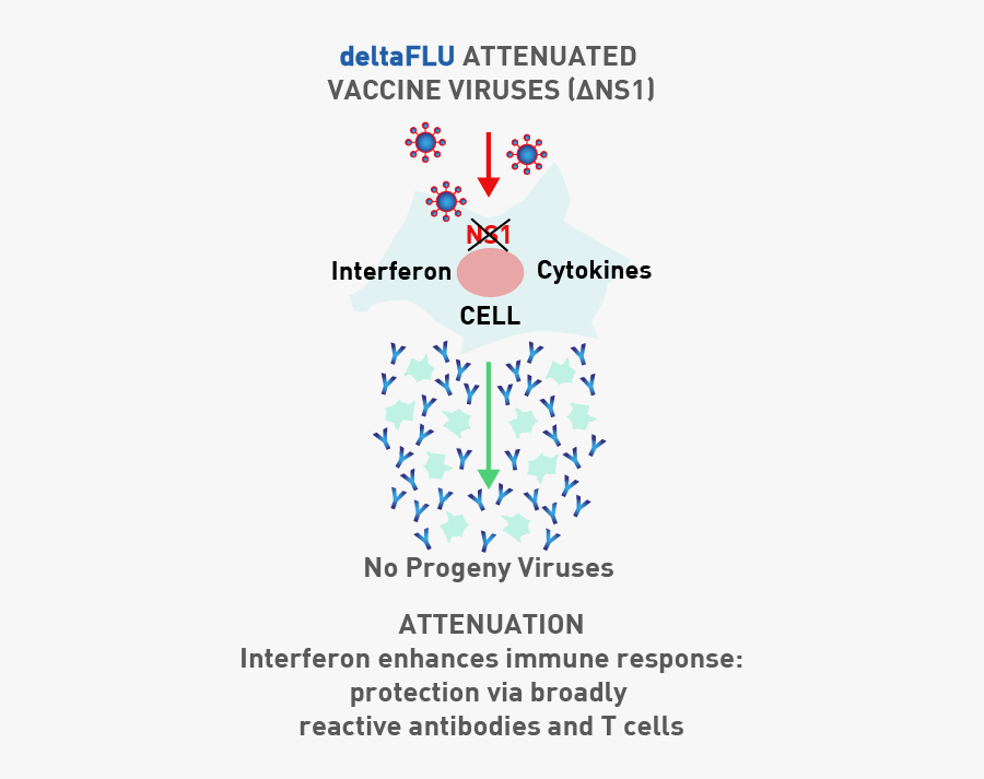 Icons-07 - Acclarent , Free Transparent Clipart - ClipartKey