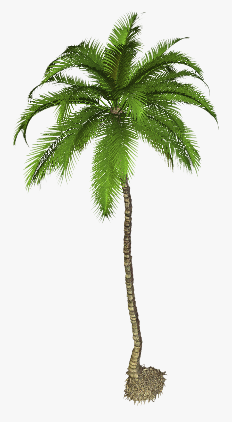 Palm Tree High Resolution Free Transparent Clipart ClipartKey
