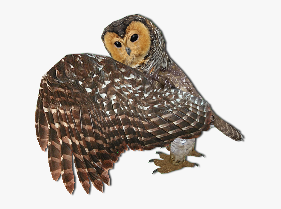 Screech Owl , Free Transparent Clipart - ClipartKey