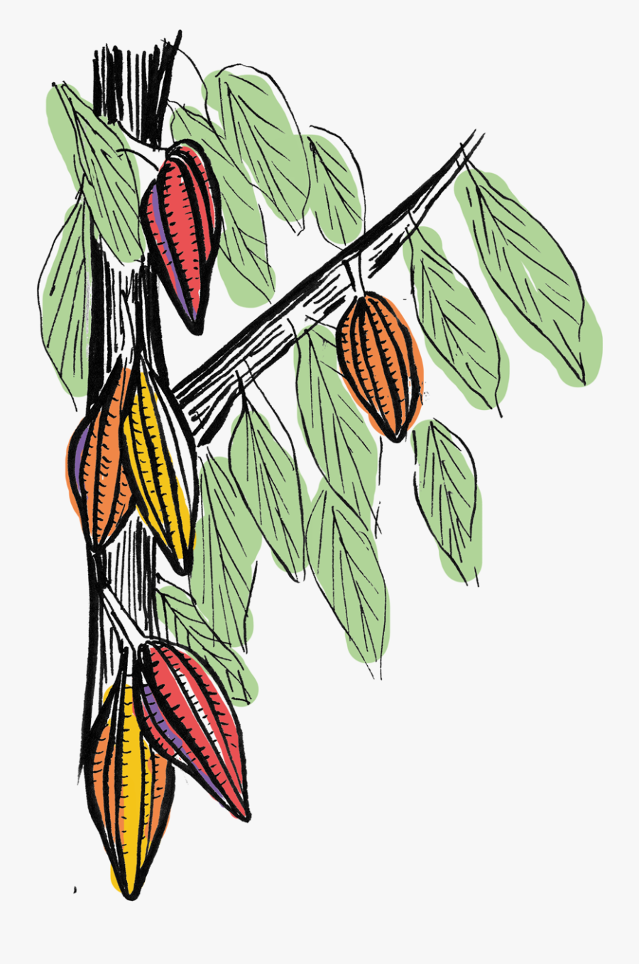 Cacao Pods Growing On The Tree Graphics - Illustration , Free ...