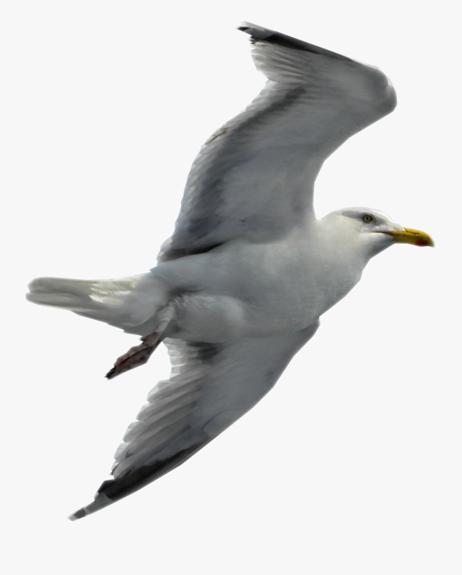 Seagull Flying Transparent Background , Free Transparent Clipart ...