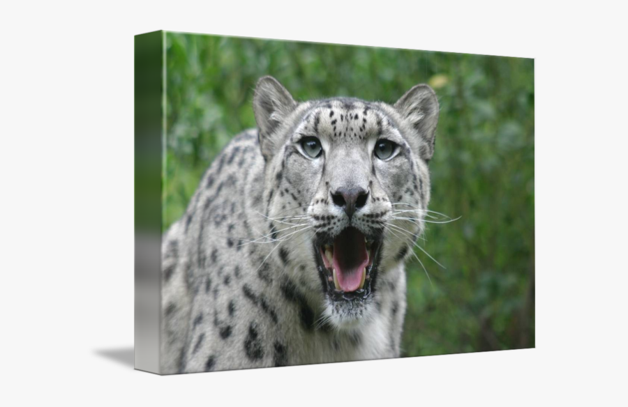 Clip Art Leopard Face - Snow Leopard , Free Transparent Clipart ...