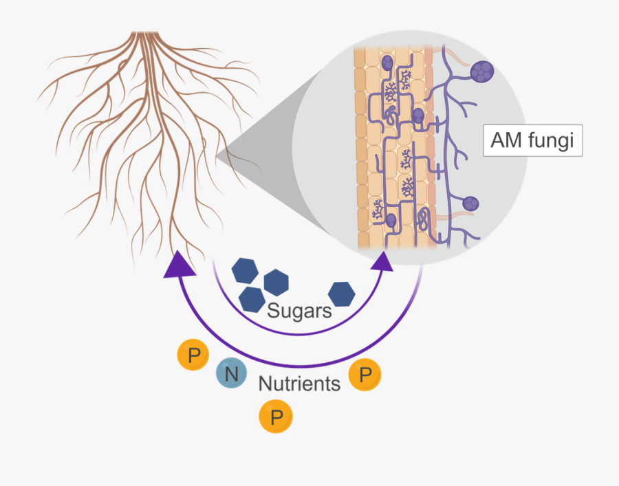 Crops Clipart Healthy Plant - Graphic Design , Free Transparent Clipart ...