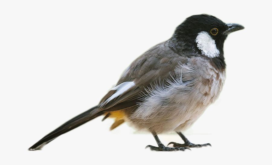 Transparent Chickadee Png - Chickadee Png , Free Transparent Clipart ...