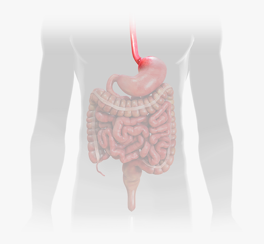 Esophagus - Illustration , Free Transparent Clipart - ClipartKey