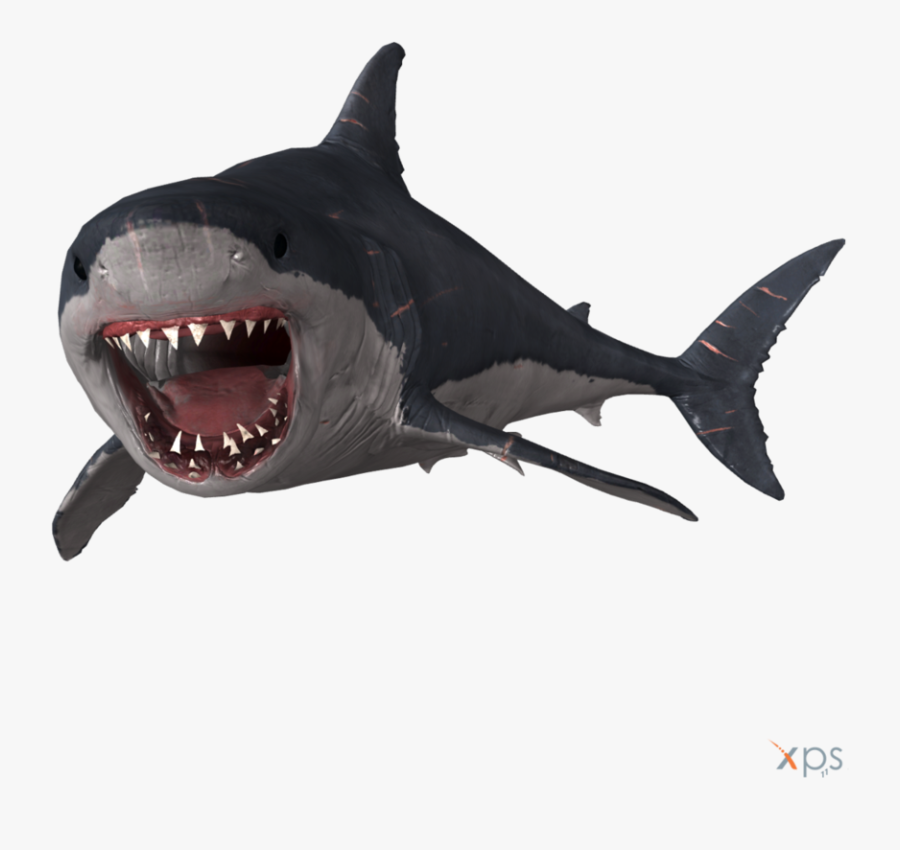 Megalodon Png Photo - Megalodon Transparent Background , Free ...