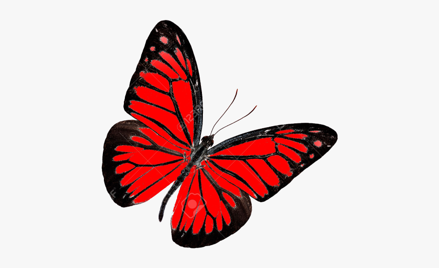 Butterfly Png White Background - Transparent Background Red Butterfly ...