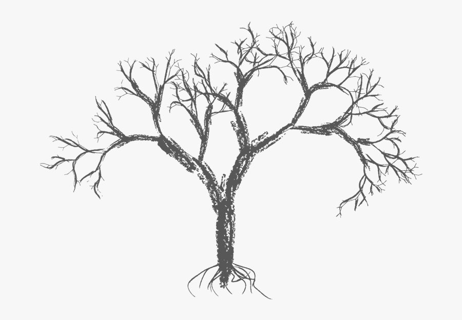 Twig Drawing Tree - Free Vector Tree , Free Transparent Clipart ...