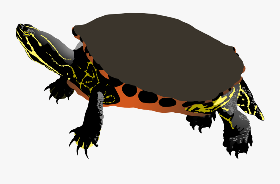 Clipart Turtle Spotted Turtle - Free Painted Turtle Clip Art , Free ...
