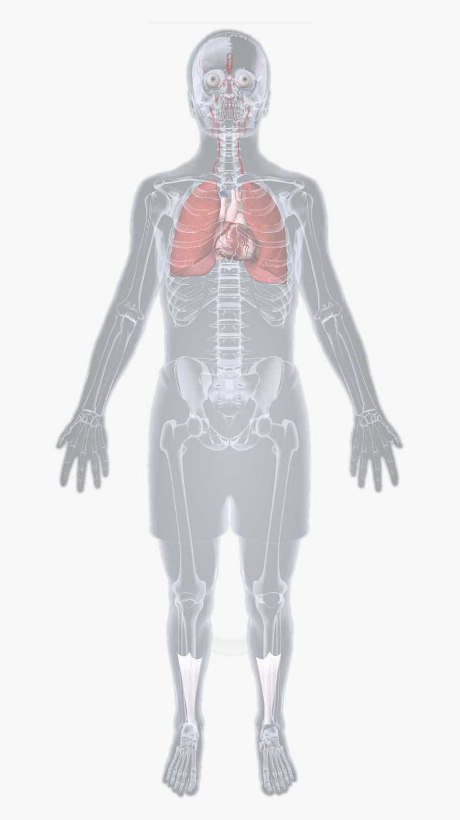 Transparent Human Skeleton Png - Skeleton , Free Transparent Clipart ...