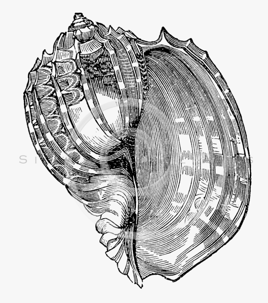 Drawing Shells Sketch - Antique Shell , Free Transparent Clipart ...