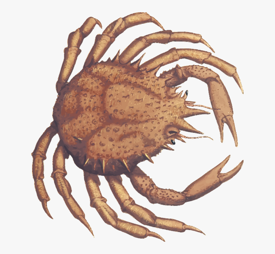 Transparent Angry Crab Clipart - Lithodes Maja , Free Transparent ...